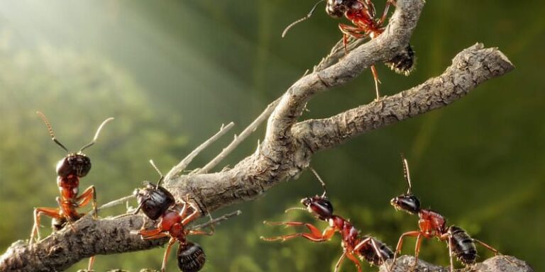 The Build Automation Tool Showdown Maven Vs Ant Vs Gradle Vs Bazel